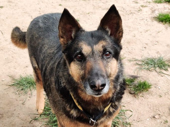 Hunde